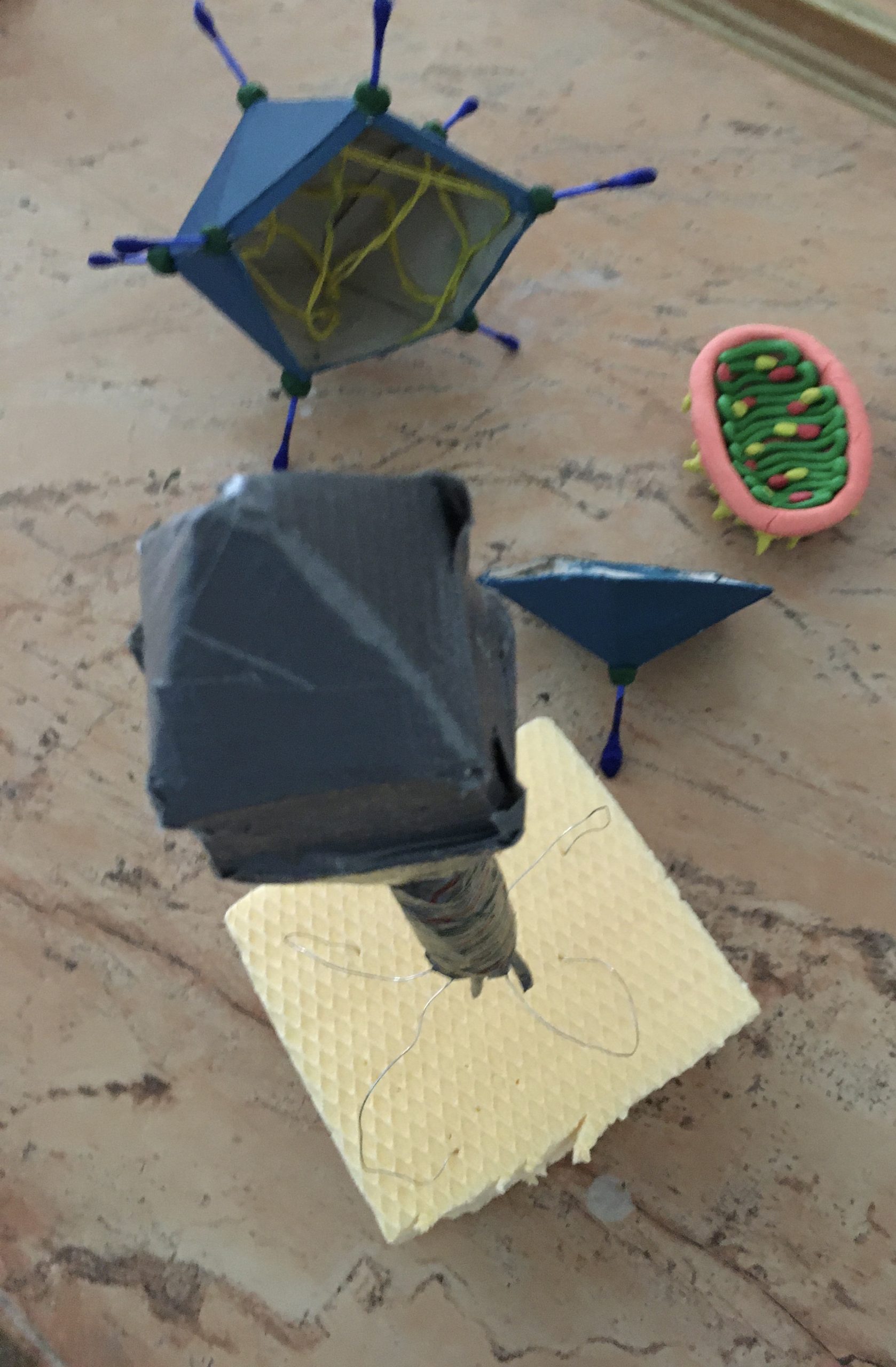 Integrating the “Architecture of a Virus” international Smart Hands ...